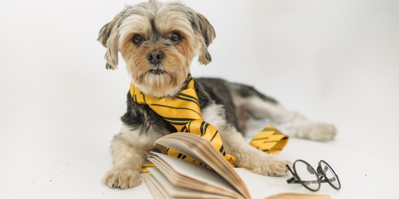 Pets Body Language: Understanding Your Pet - Voicer Mail